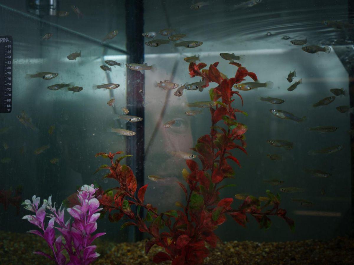 Chez cette espèce de poisson, l'intelligence favorise la reproduction ...