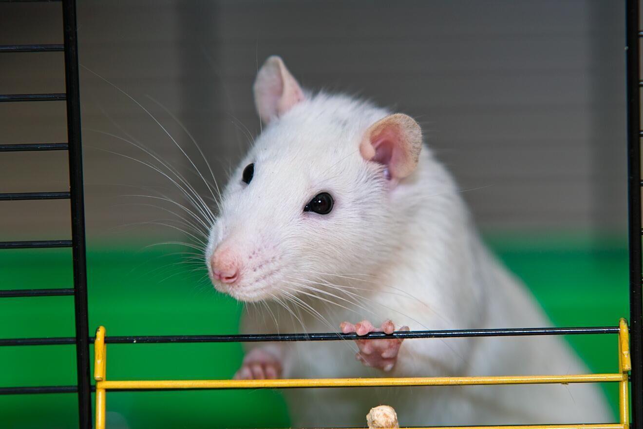 Cyber-Rodent: Russian Lab Wires Rat’s Brain to AI in World First - Eritrea