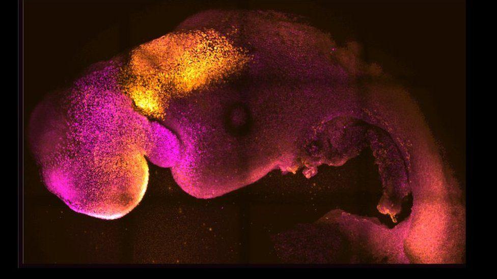 Synthetic mouse embryo develops beating heart - Eswatini