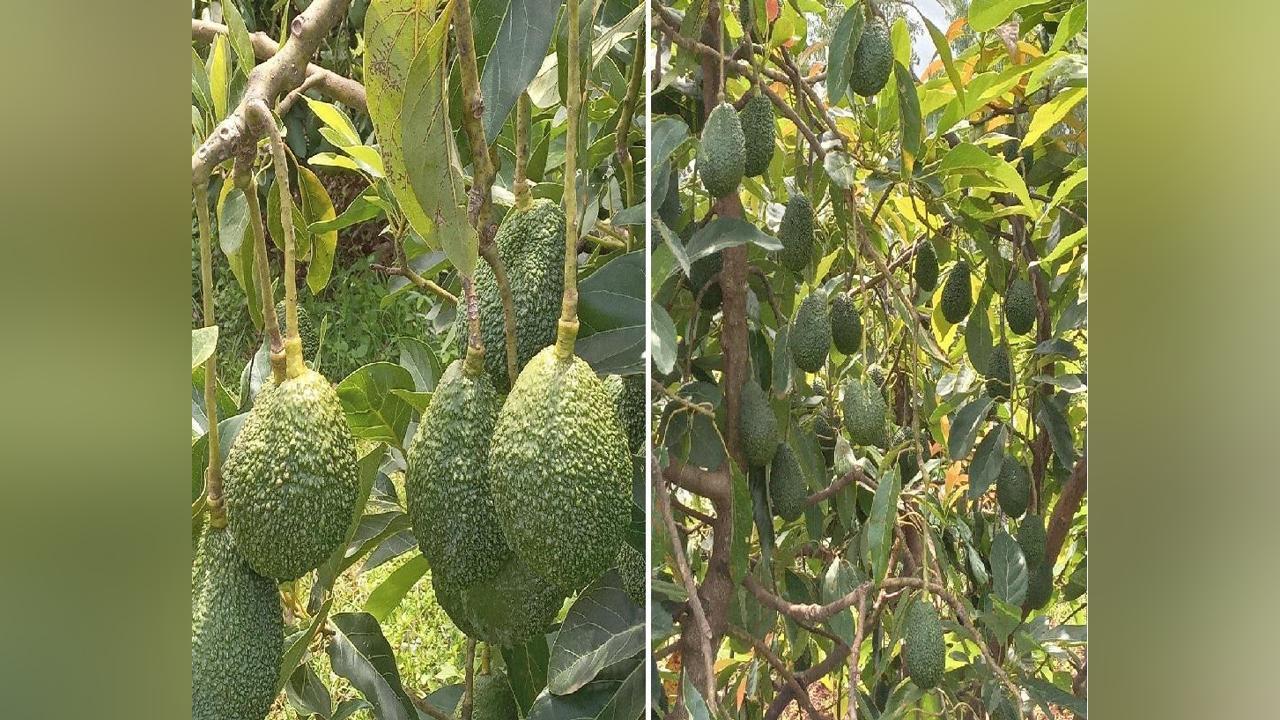 East Welega Zone Farmers Benefit from Producing Avocado for Foreign ...