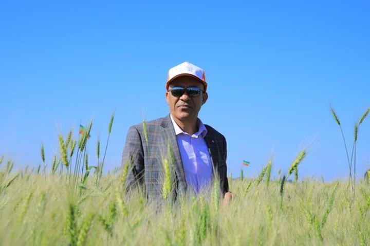 Wheat Cluster Farming Underway in Amhara Region Crucial to Achieve Nat ...