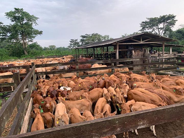 Exploitation Bovine au pour un Renforcement de la Sécurité Alimentaire ...