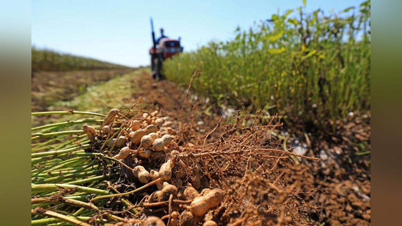 NBR & CRR Farmers Speak on Poor 2024 Groundnut Farming Season - Gambia