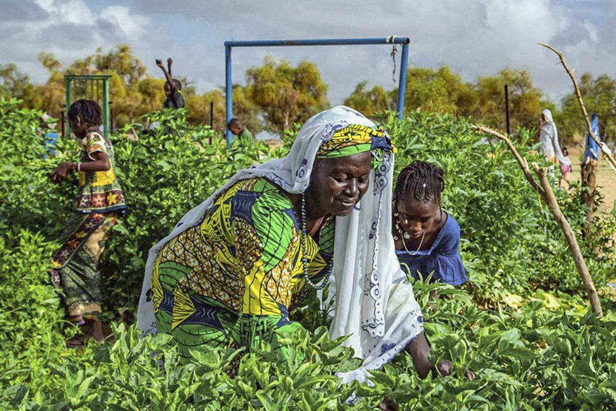 Urban Food Gardens Produce more than Vegetables, they Create Bonds for ...
