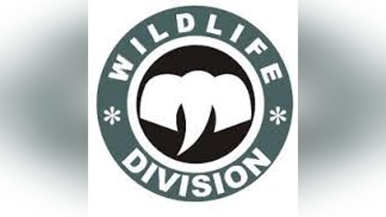 Wildlife Division to enforce regulations against killing animals during ...