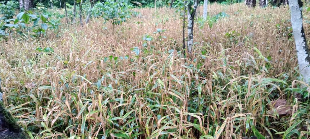 Ginger farms in Kadjebi District destroyed by strange disease - Ghana