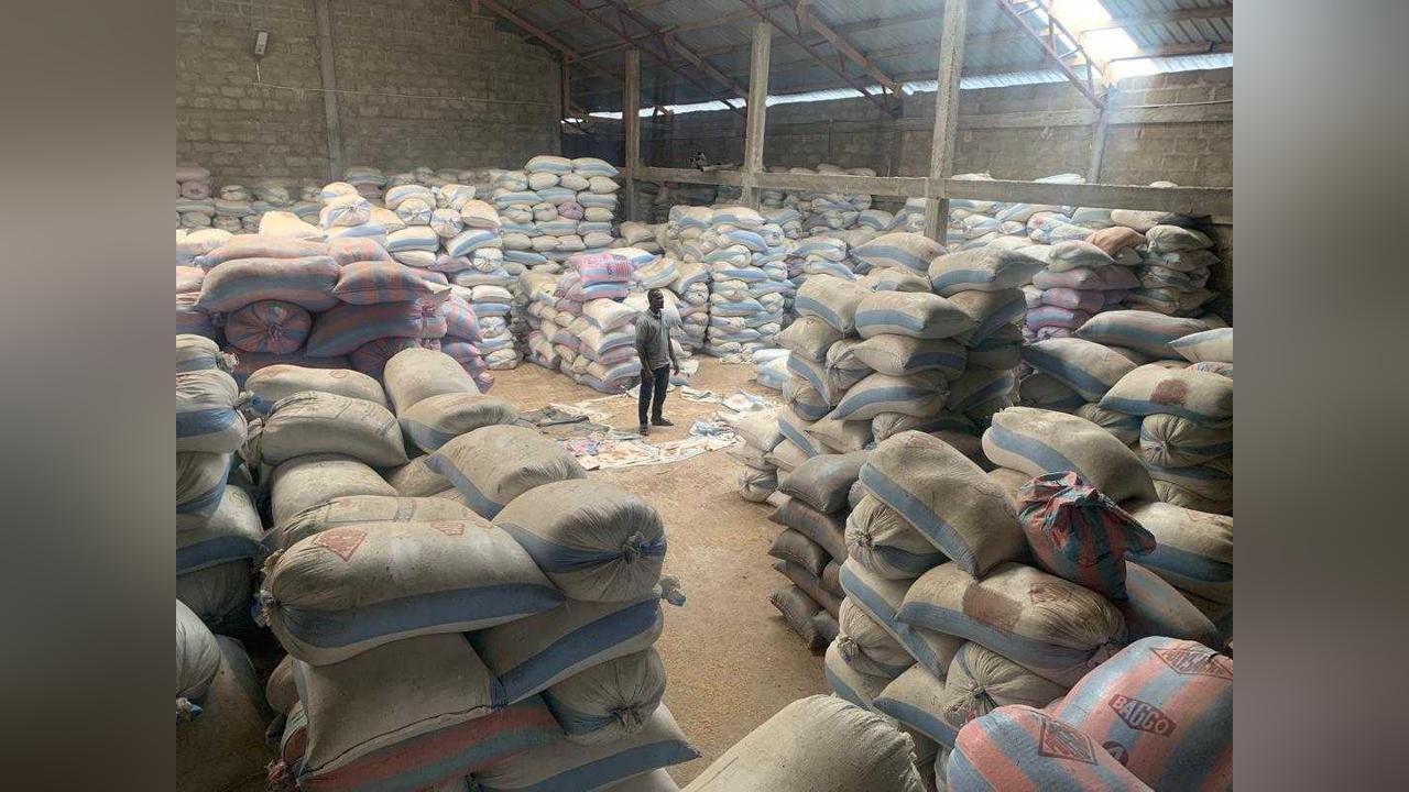 Abandoned Rice in Asutsuare: Farmers Suffer from Lack of Market to Sell ...