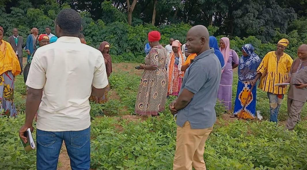 CSIR-SARI Introduces Stress-Resilient Crop Varieties to Farmers in Wa ...