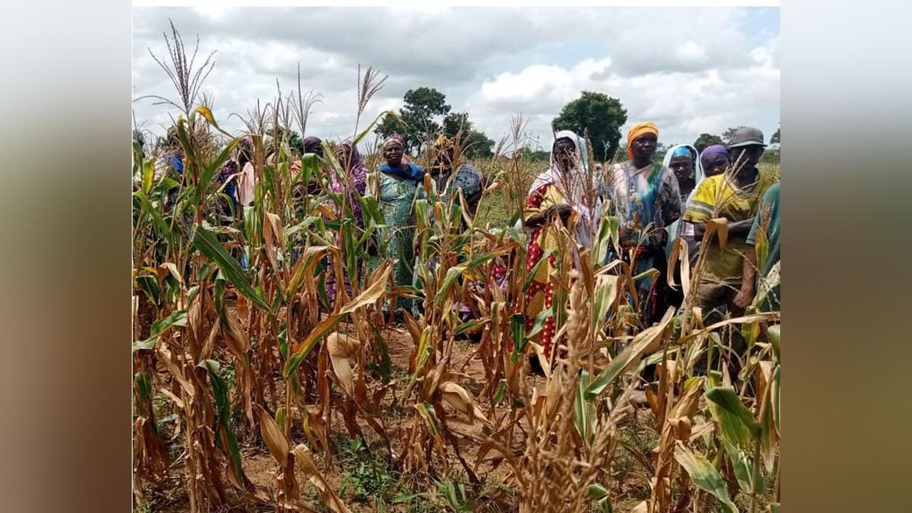 CSIR-SARI Introduces Climate-Resilient, Nutritionally Enhanced Maize ...
