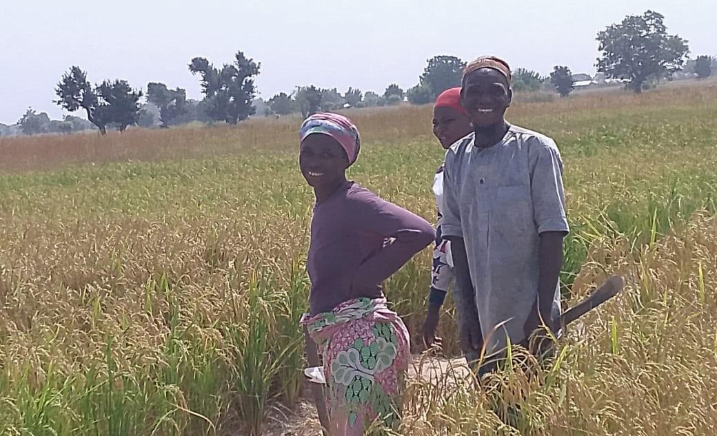 CSIR-SARI Introduces ISFM Technologies to Farmers to Boost Rice ...