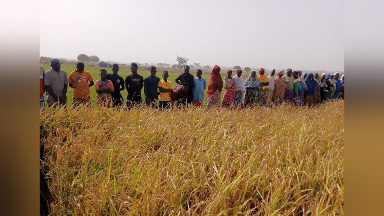 CSIR-SARI Introduces Drought-Tolerant, High-Yielding Rice Varieties to ...