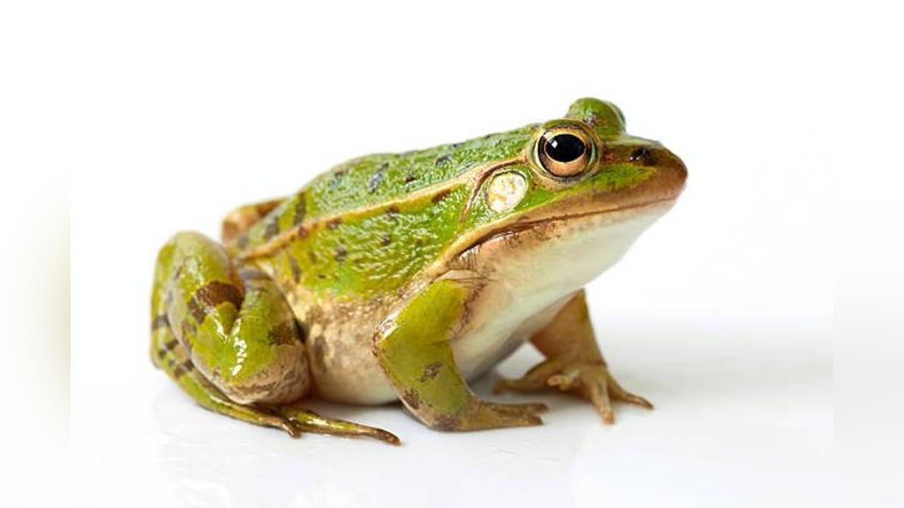 Conservation of Ghana’S Threatened Frogs: CSIR-FORIG Discovers Two ...