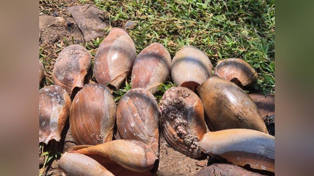 Elmina Natives Turn Conch Shells into Souvenirs at Elmina Castle - Ghana