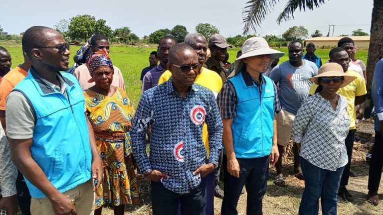 CSIR-CRI Raises Alarm over Ghana’S Rice Sufficiency - Ghana