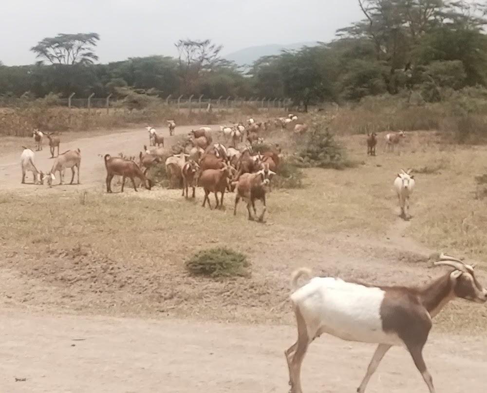 Demand for superior dairy goats on the rise - kenya