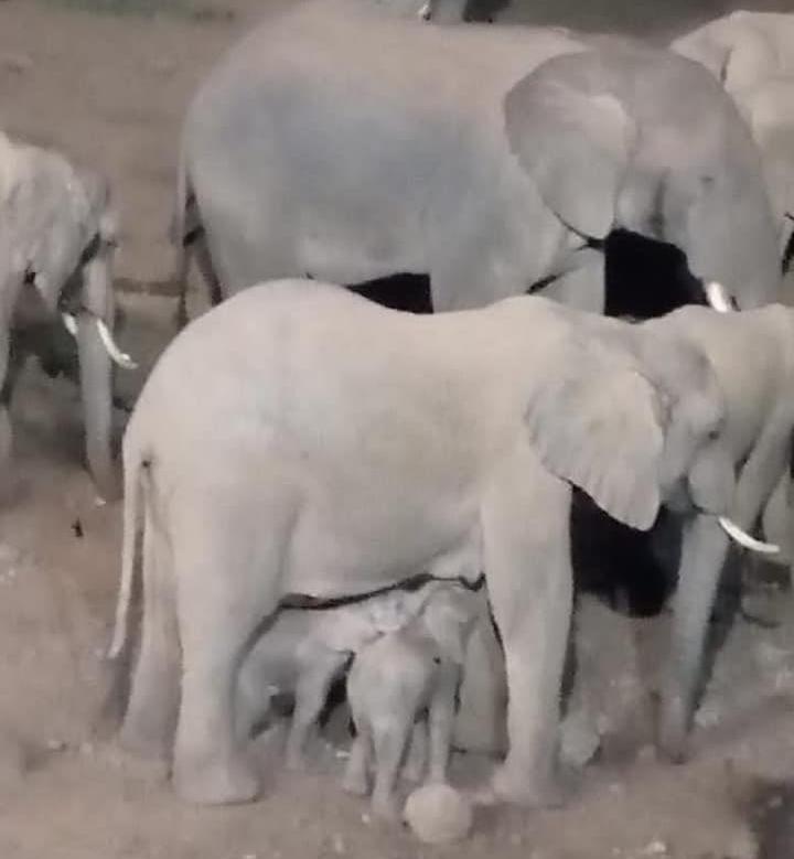 Elephant gives birth to twins in rarely observed event - kenya