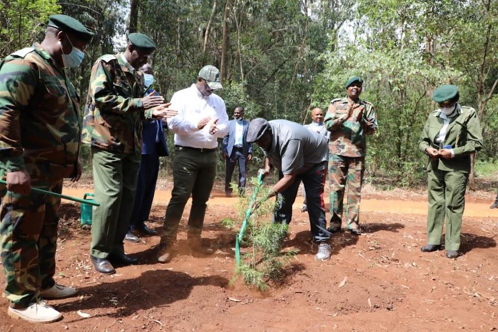 Kenyans free to plant endangered sandalwood – KFS - kenya