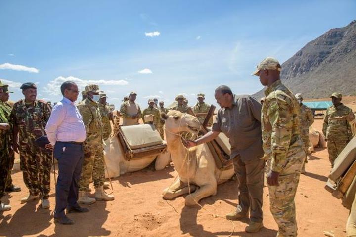 Kenya banks on camels to stop IED killings on Somalia border - kenya
