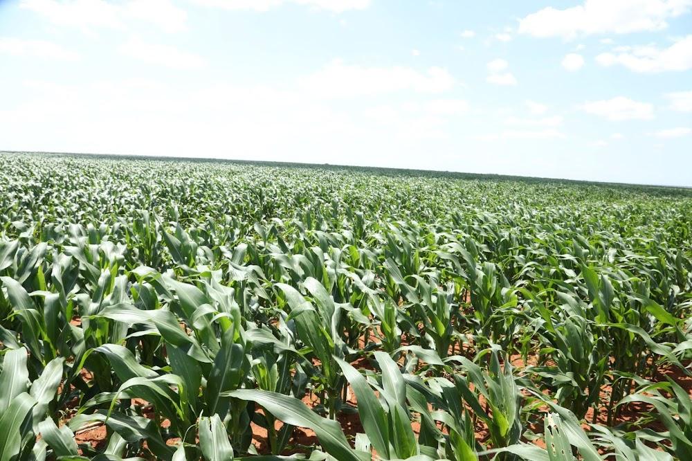 Concerns as Government lifts ban on growing maize in forests - kenya Concerns as Government lifts ban on growing maize in forests - kenya