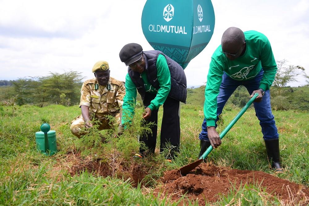 Old Mutual joins Ruto's 15 billion trees dream by 2030 - kenya