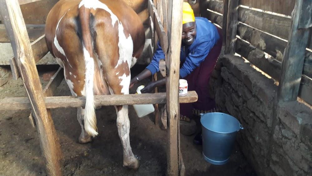 Healthier life, more income drive milk safety campaign - kenya