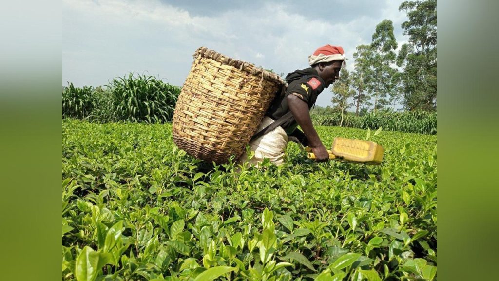 East African Tea Auctions Struggle to Sell - kenya