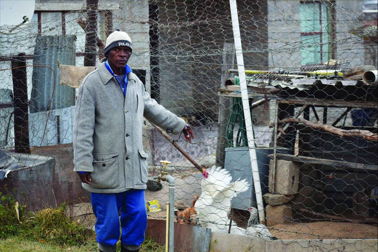 Ex-miners'' harvest of thorns - Lesotho