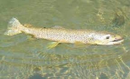 Lesotho Finds Gold In Trout Fish Farming - Lesotho