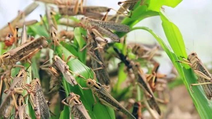 LOCUST INVASION CONTROLLED - Lesotho