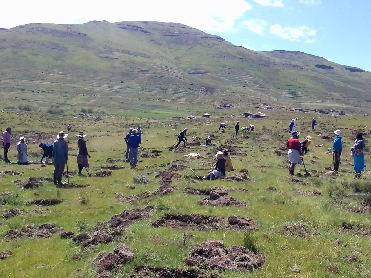MORE THAN 1000 PLANTED IN ROLL PROJECT CATCHMENT - Lesotho