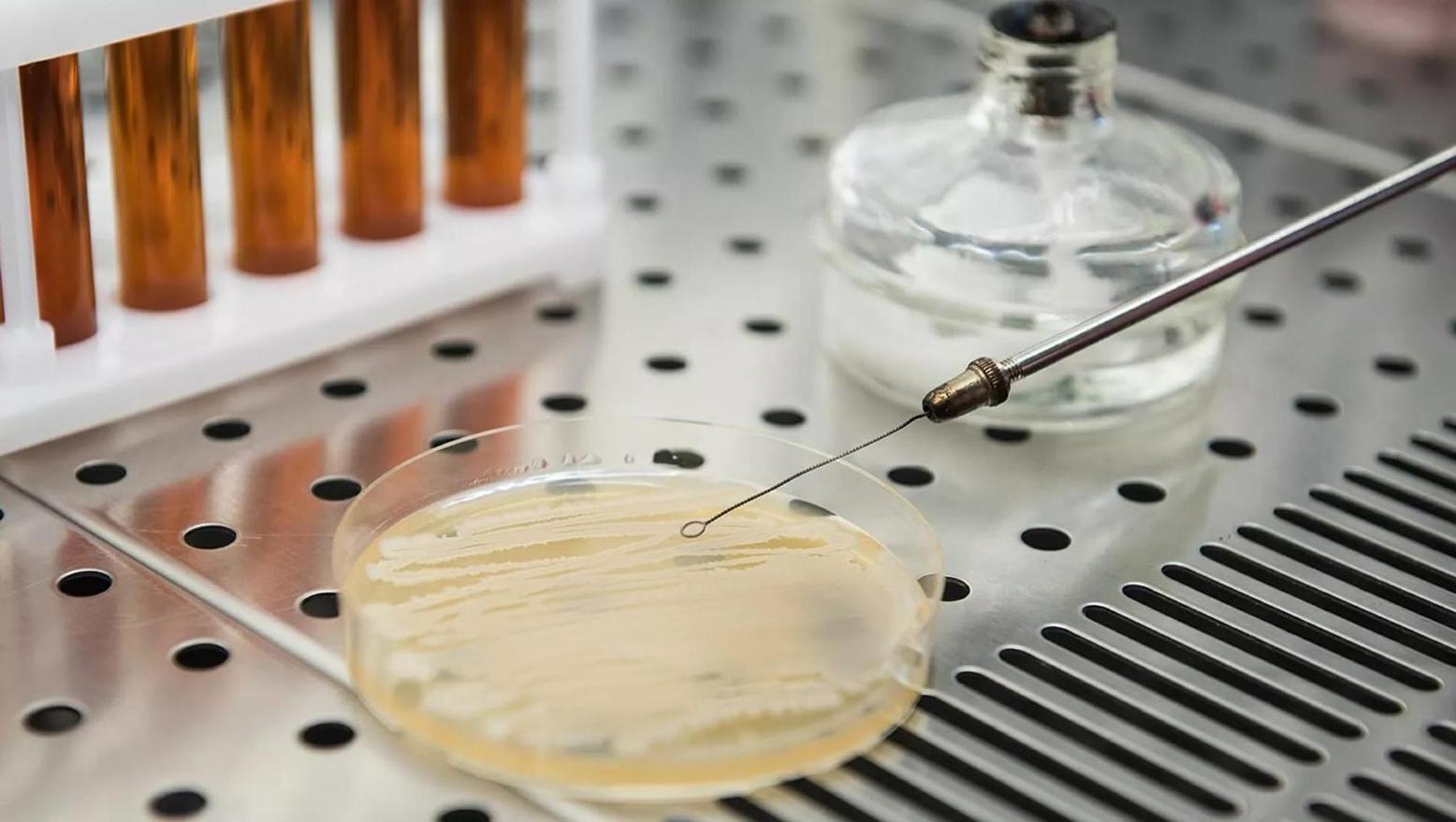 Russian Scientists Figure Out How to Fight Salmonella With Probiotics ... Russian Scientists Figure Out How to Fight Salmonella With Probiotics ...