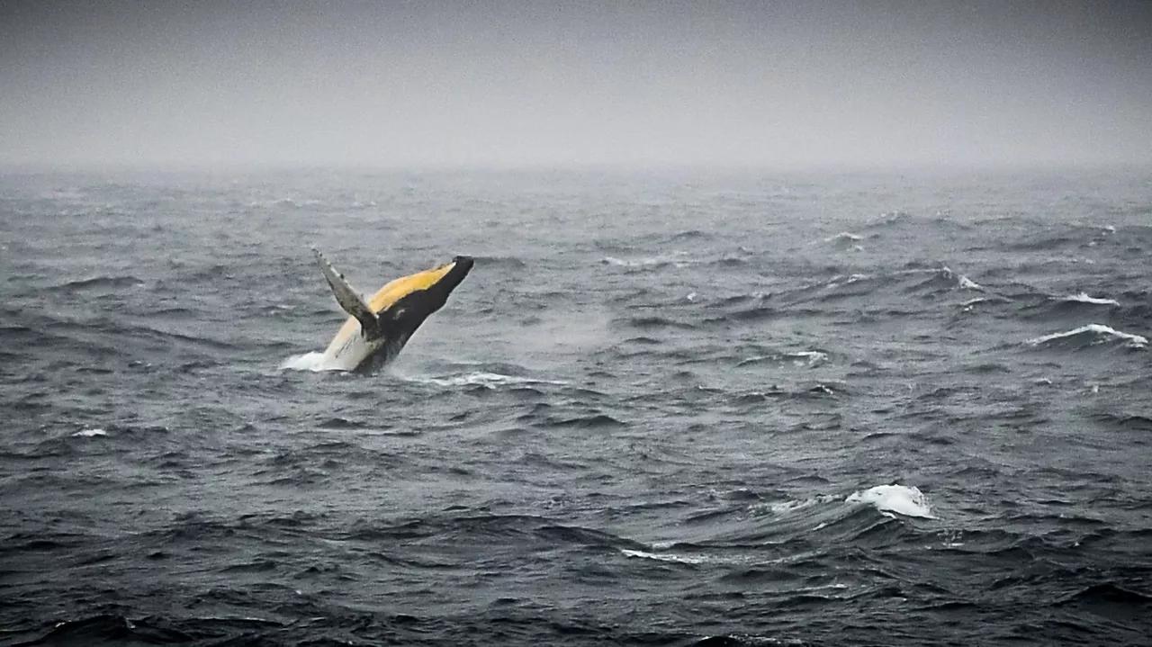 New Study Estimates Timeline, Scale for Earth's Sixth Mass Extinction ...