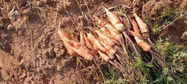 Lofa University’s Agriculture College Makes Historic Leap with First ...