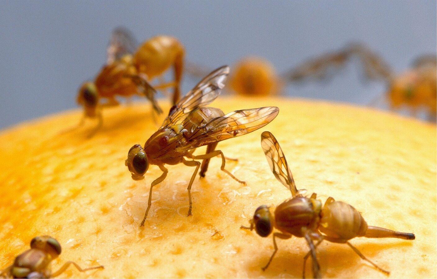 Animals and Insects Love Drinking, But Not for the Same Reasons Humans ...