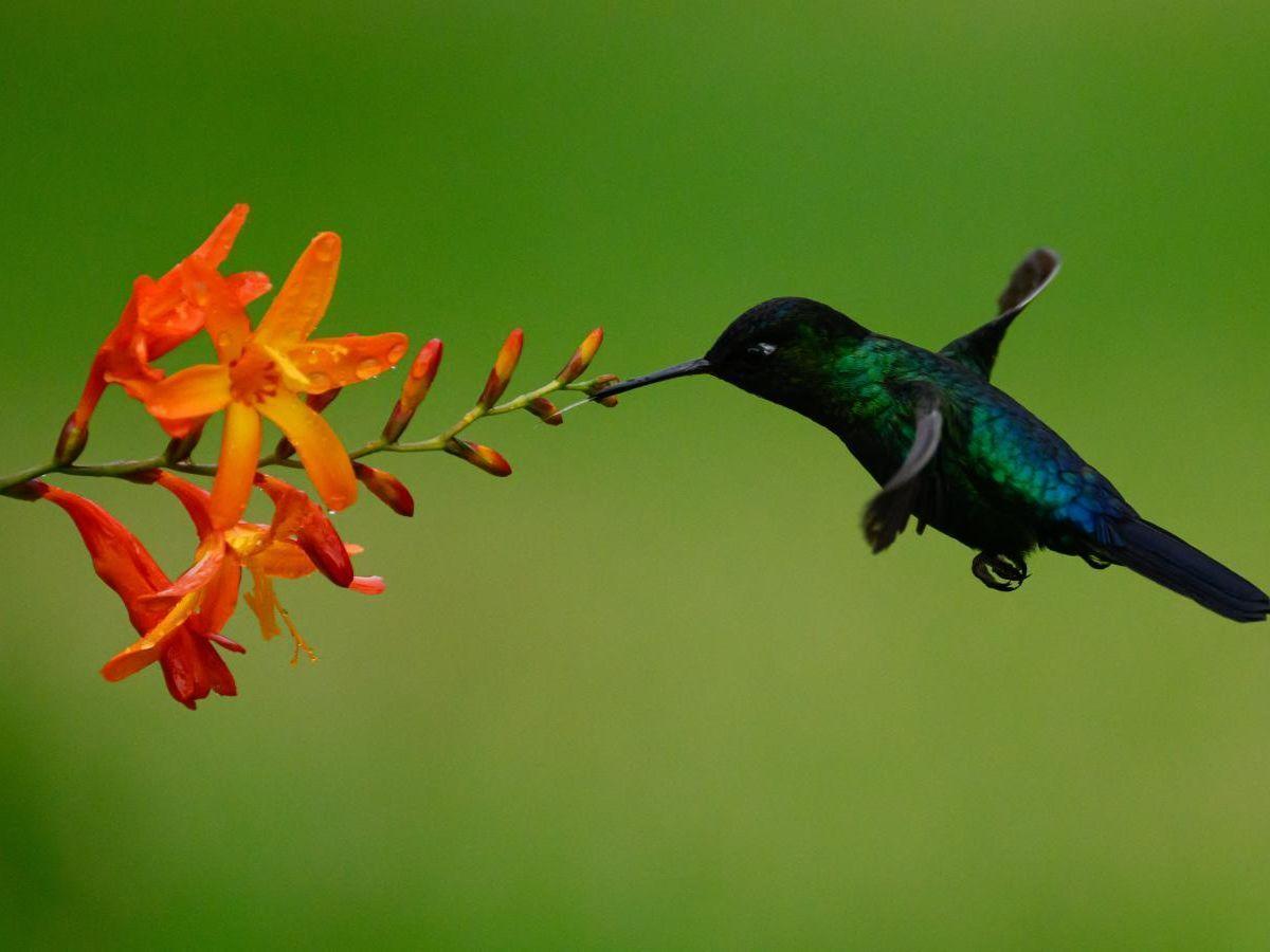 Comment les colibris peuvent-ils voler de manière aussi précise ? Des ...