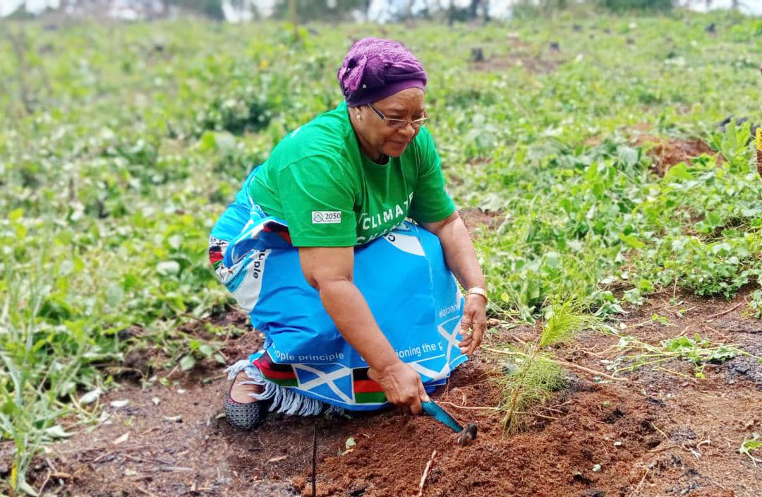 Malawi Scotland Partnership in reforestation drive - Malawi