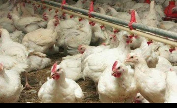 Aviculture : Le filon des pigeons de races - Mali