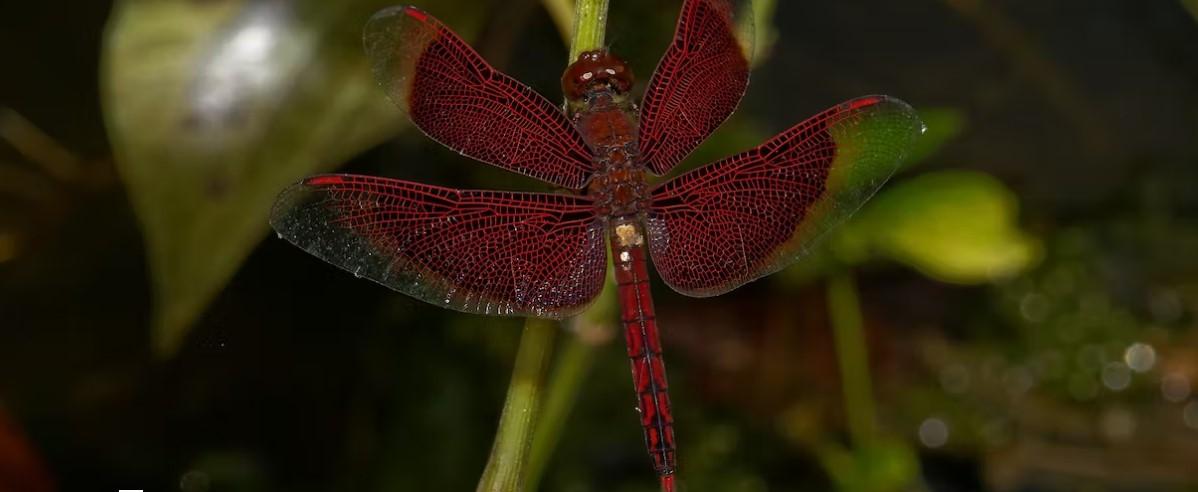 Les secrets aéronautiques des libellules - Mali