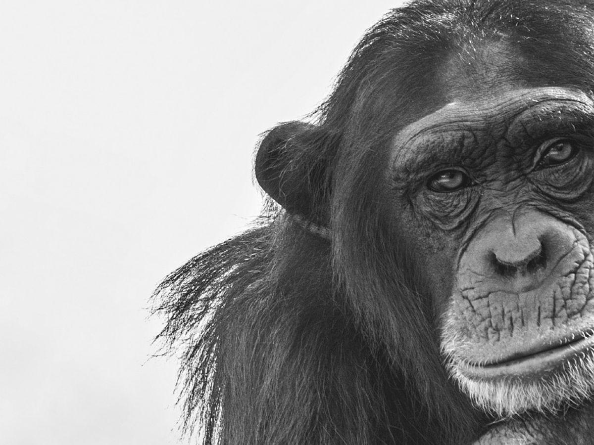 Que signifient les dessins des grands singes ? - Mali