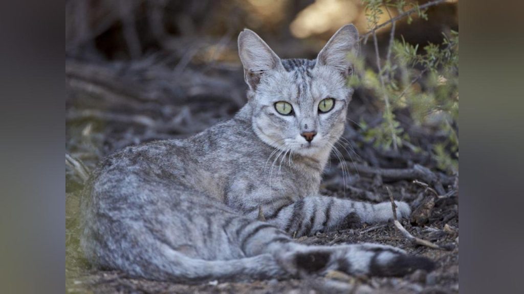 Ancêtre du Chat Domestique A Traversé la Méditerranée - Mali