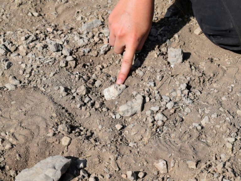 Découverte D’Un Pied Fossilisé Contemporain de Lucy - Mali