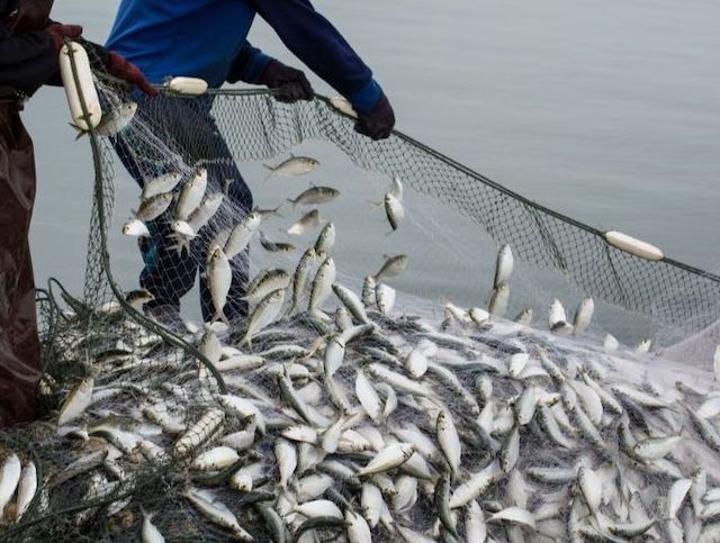 موريتانيا.. تعميم يحدد أدوات صيد أسماك القاع - Mauritania