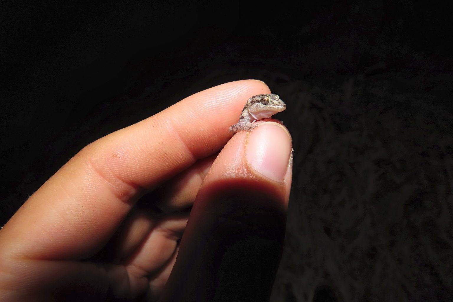 Durrell helps relocate vulnerable geckos in Mauritius - Mauritius