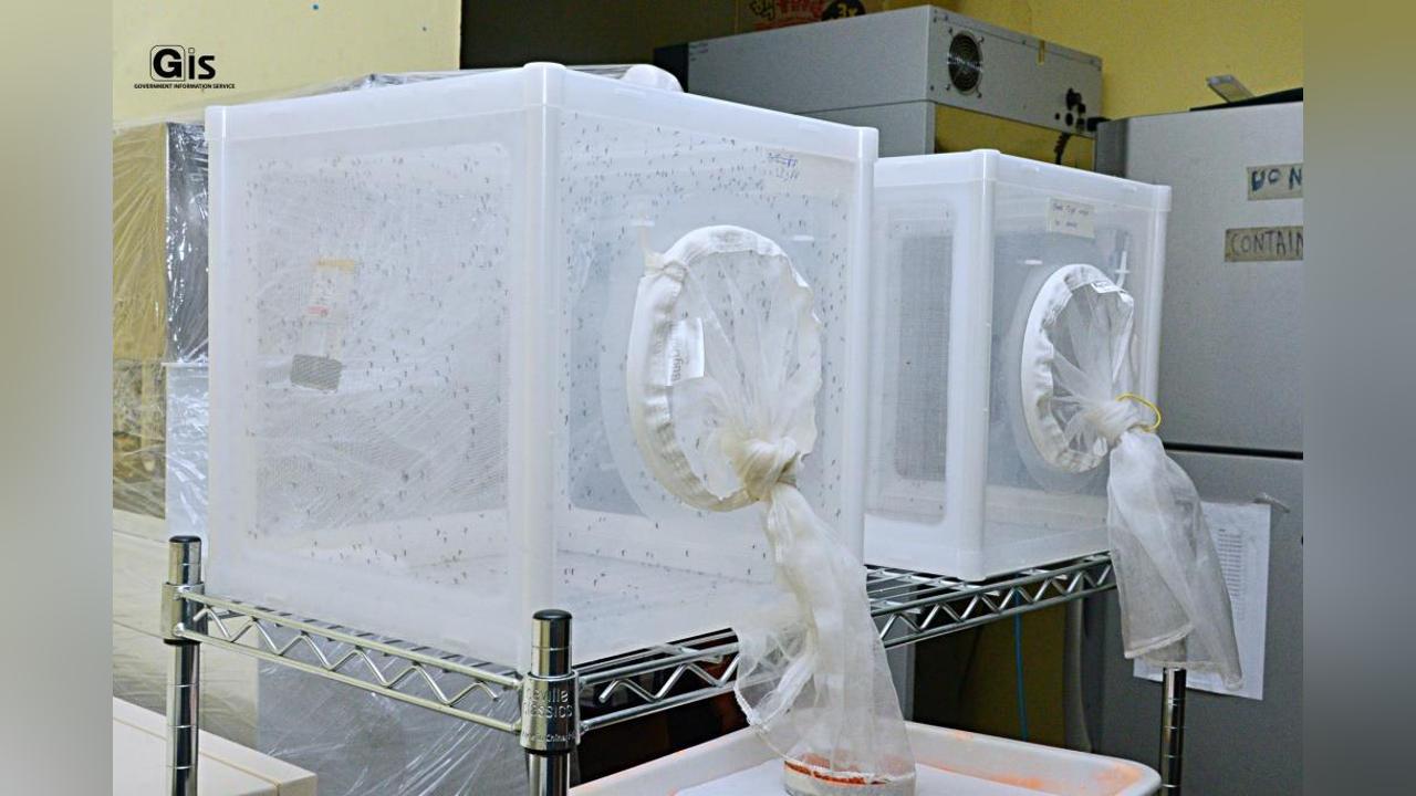 Using Sterile Insect Technique to mitigate mosquito proliferation ...