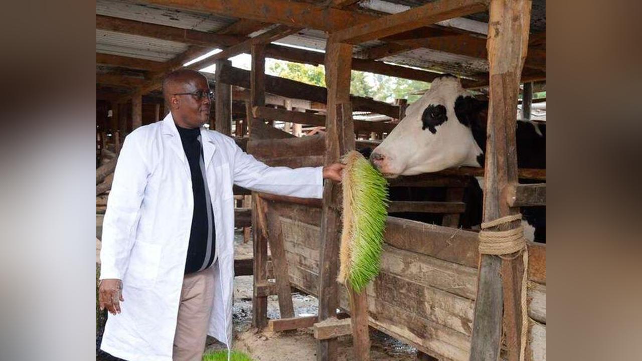 Understand your cow’s routine for higher yields - Mauritius