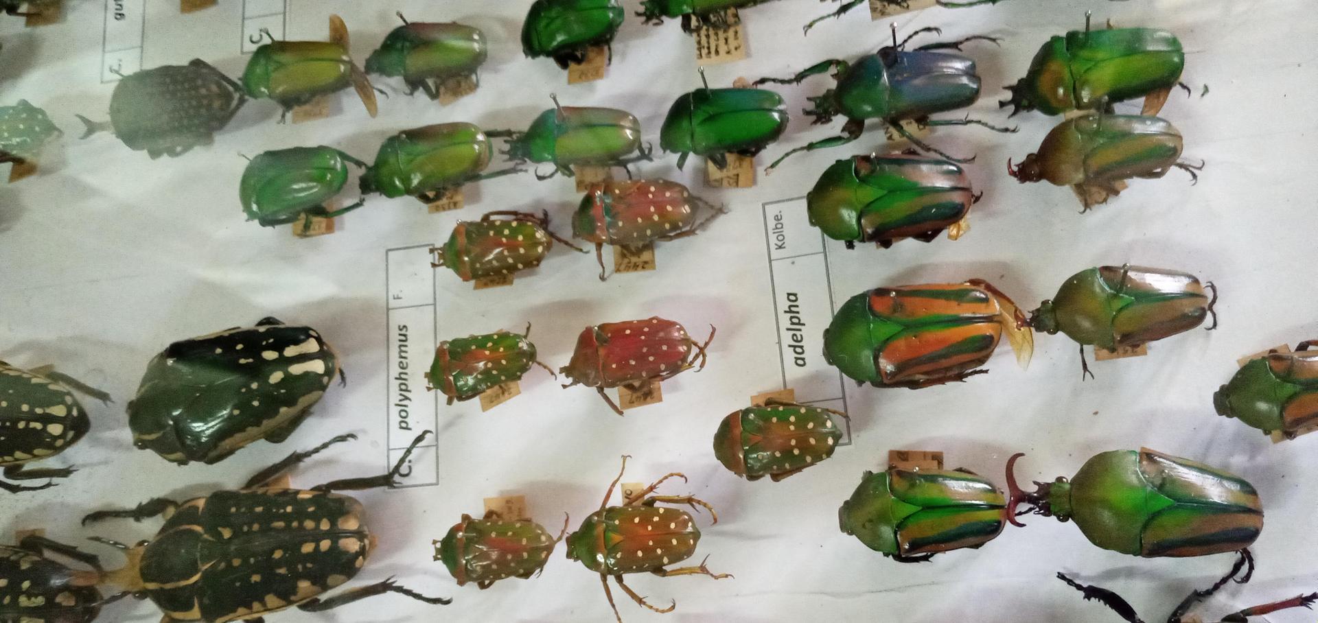 Beneficial insects can help farmers control pests - Mauritius