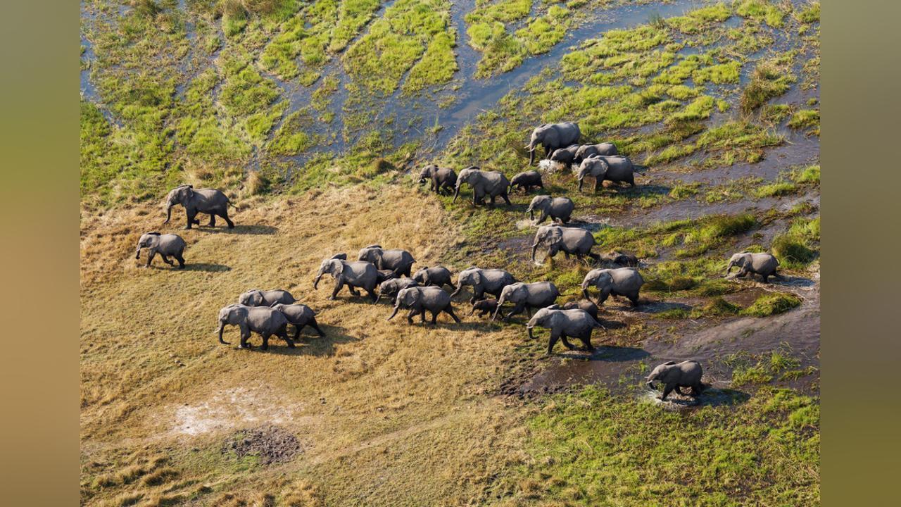 Counting Africa’S Wildlife from Space with AI - Mauritius