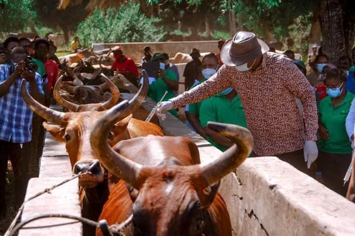 Mozambique’s livestock production up 9 pct annually in decade - Mozambique