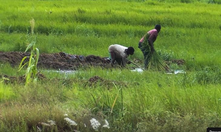 Greater Maputo: Residents turn a swamp into rice fields - Mozambique