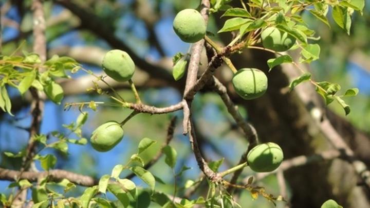 MozParks is planting Marula trees this month - Mozambique